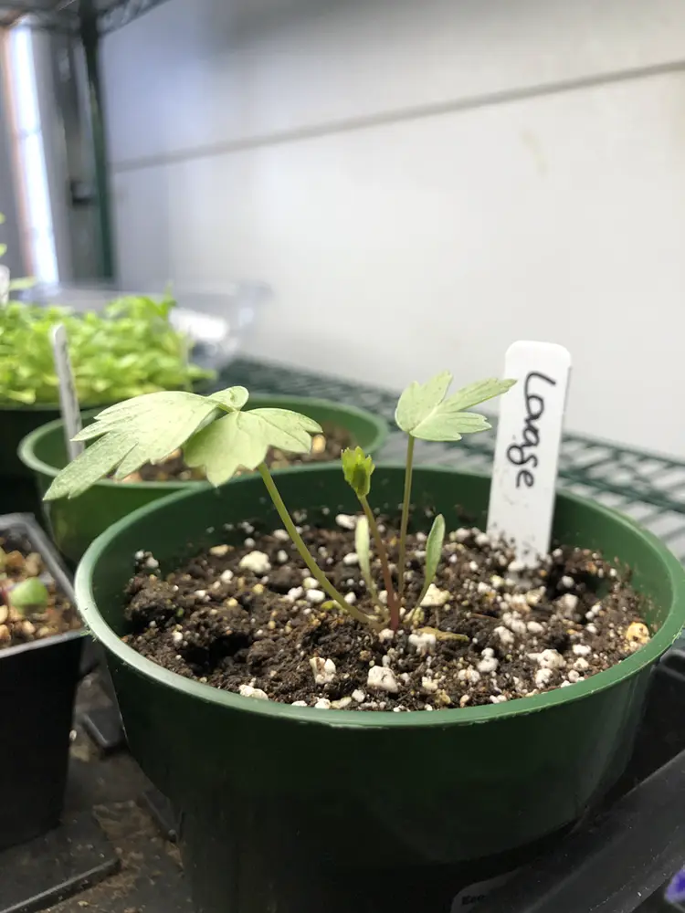 Your Complete Guide to Growing Lovage - Julia Dimakos