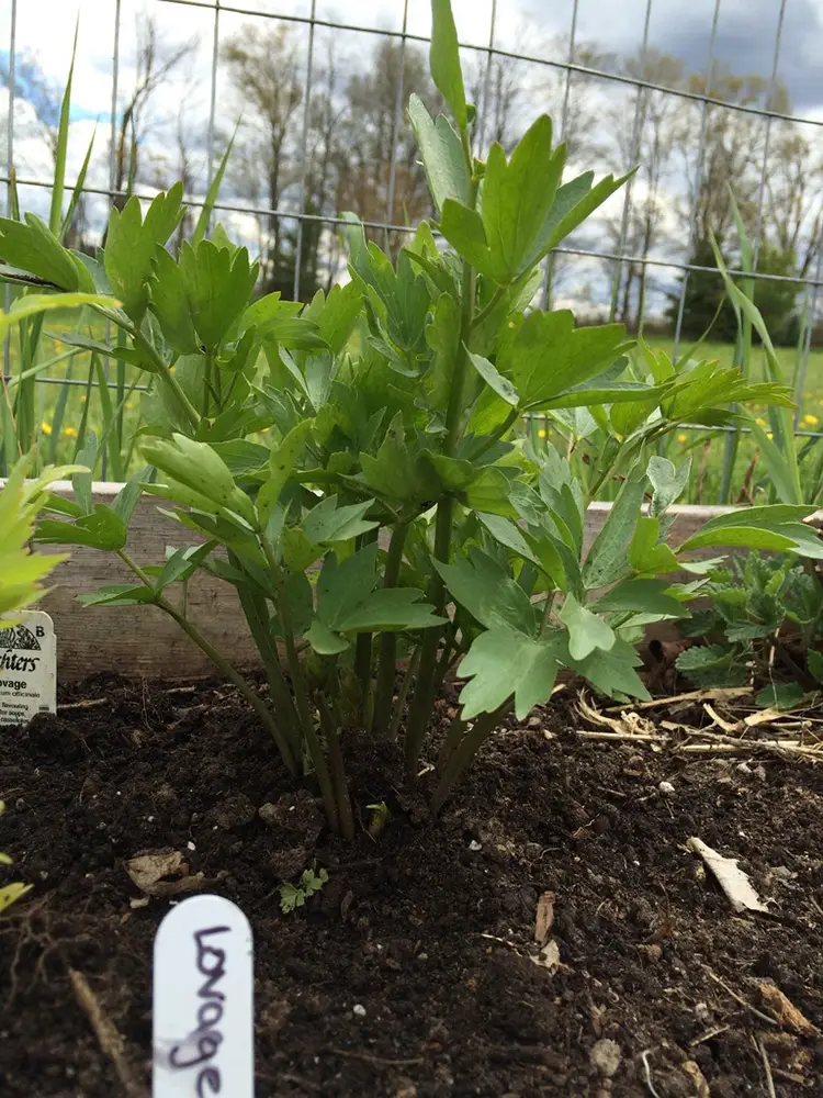 Your Complete Guide to Growing Lovage - Julia Dimakos