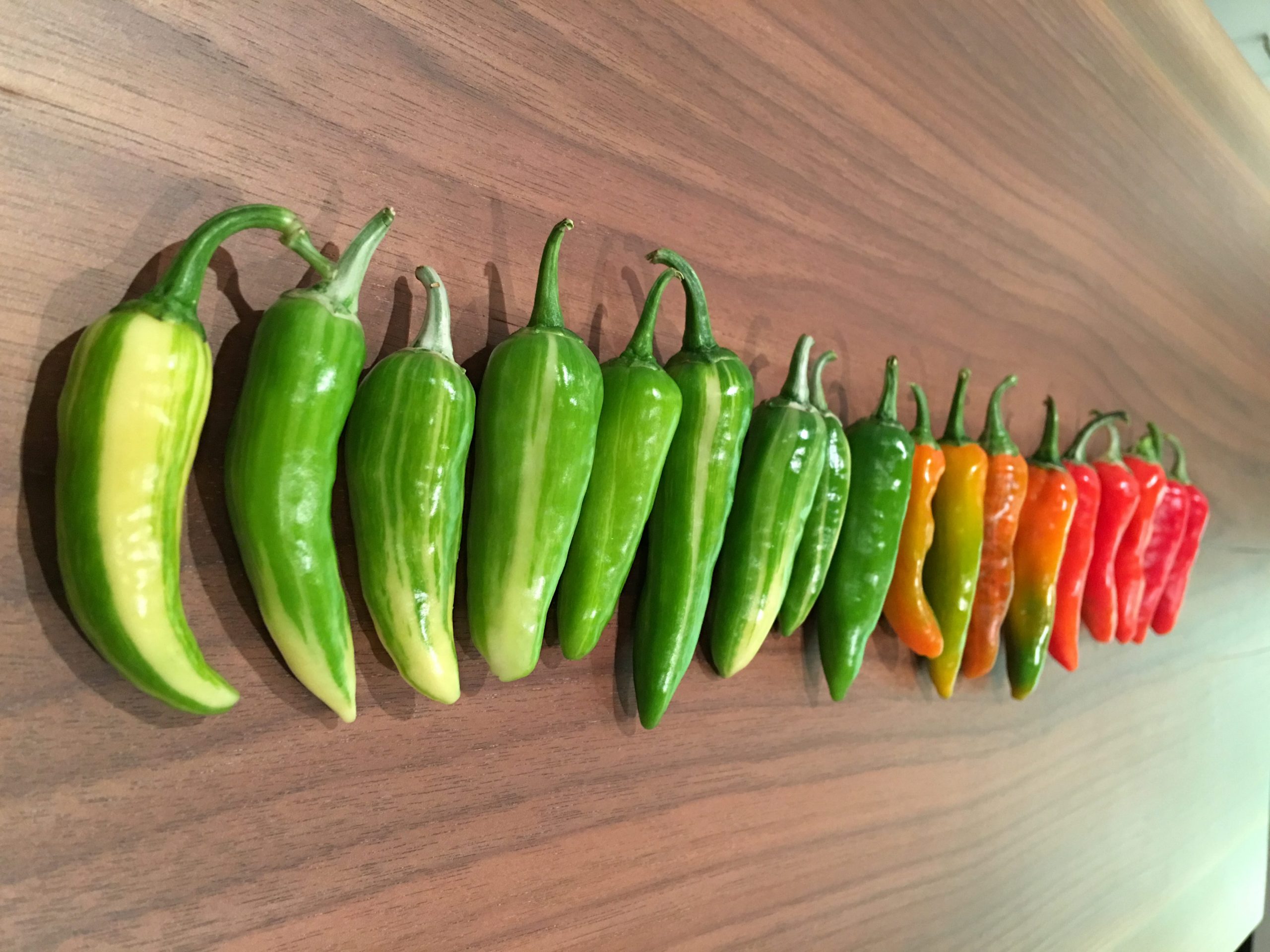 Why the Fish Pepper Is So Mysterious - Julia Dimakos