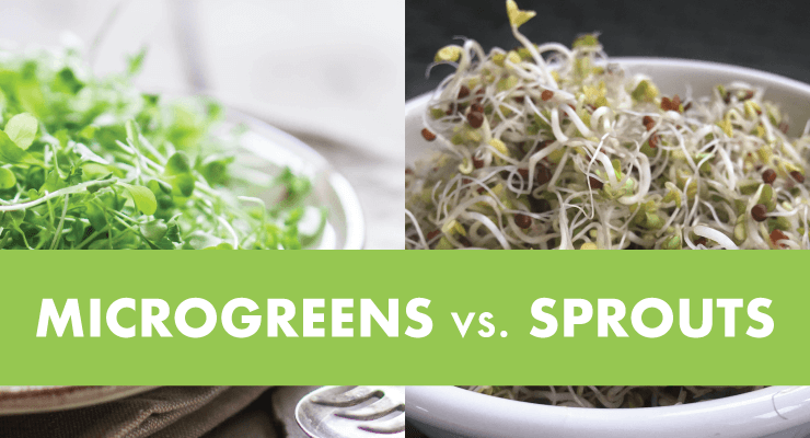 Microgreens vs. Sprouts (Plus: Free Comparison Chart) - Julia Dimakos