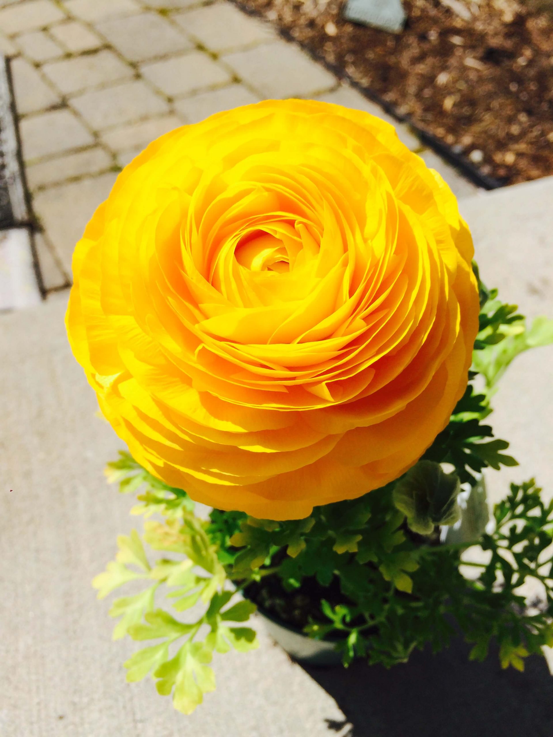 Flower of the Month: Ranunculus - Julia Dimakos