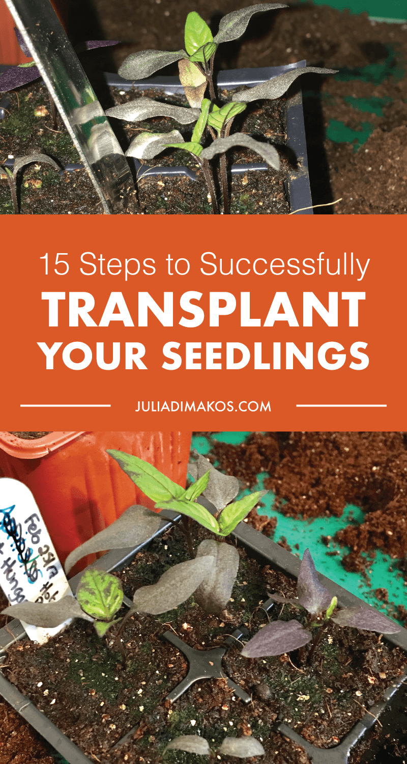 15 Steps to Successfully Transplant Your Seedlings - Julia Dimakos