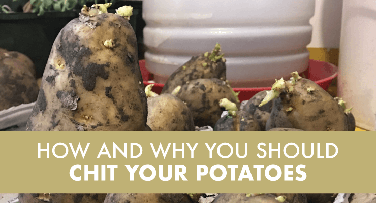 How and Why You Should Chit Your Potatoes - Julia Dimakos