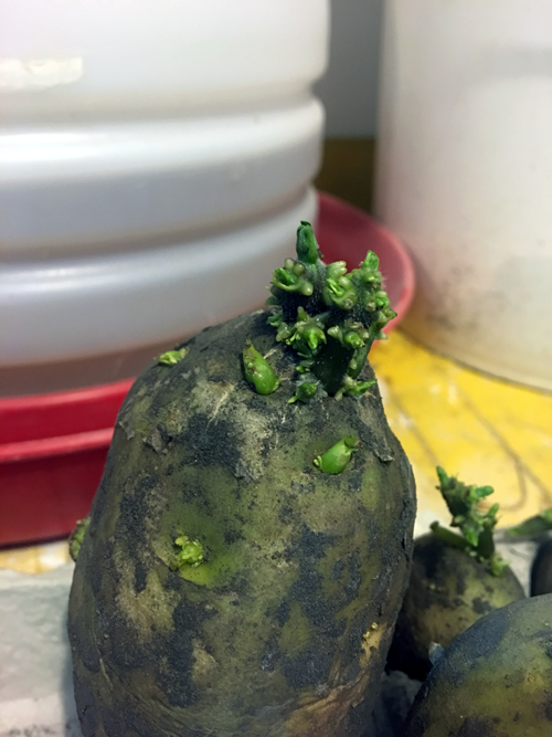 How and Why You Should Chit Your Potatoes - Julia Dimakos