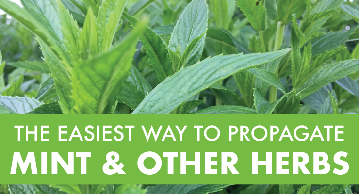 The Easiest Way to Propagate Mint and Other Herbs - Julia Dimakos