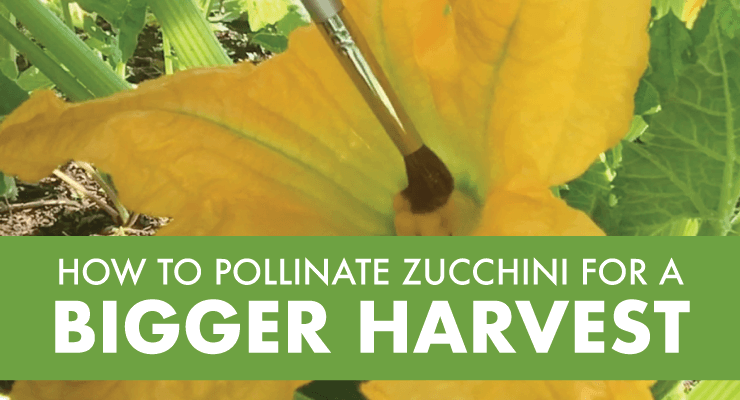 Video: How to Pollinate Zucchini for a Bigger Harvest - Julia Dimakos