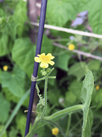 6 Reasons to Add Cucamelons to Your Garden - Julia Dimakos