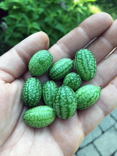 6 Reasons to Add Cucamelons to Your Garden - Julia Dimakos