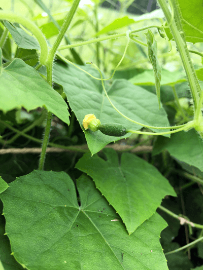 6 Reasons to Add Cucamelons to Your Garden - Julia Dimakos
