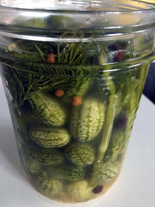 Recipe for Fermented Cucamelon Pickles - Julia Dimakos