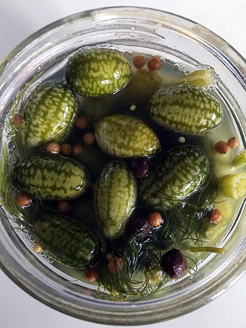Recipe for Fermented Cucamelon Pickles - Julia Dimakos
