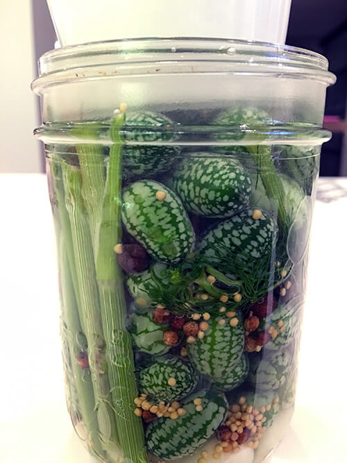 Recipe for Fermented Cucamelon Pickles - Julia Dimakos