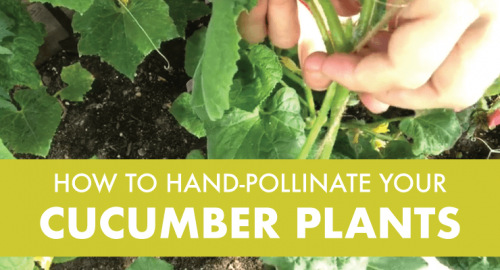 Video: How to Hand Pollinate your Cucumber Plants - Julia Dimakos