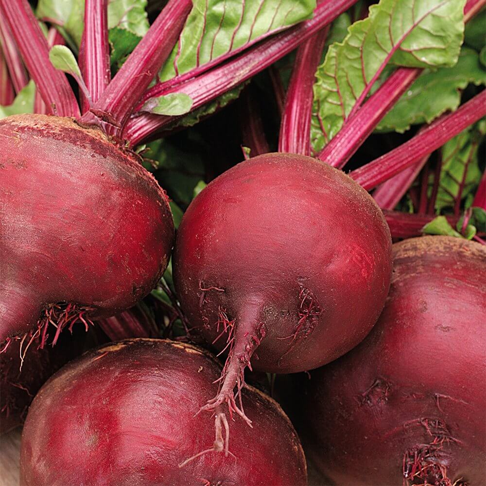 My Favourite Beet Varieties - Julia Dimakos