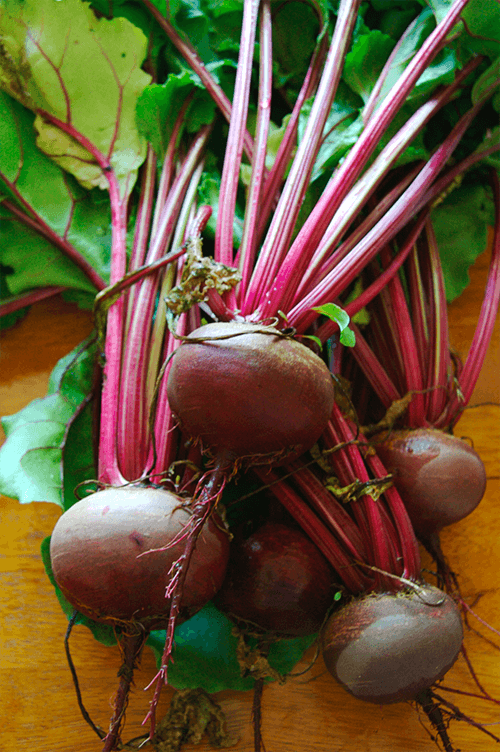 My Favourite Beet Varieties - Julia Dimakos