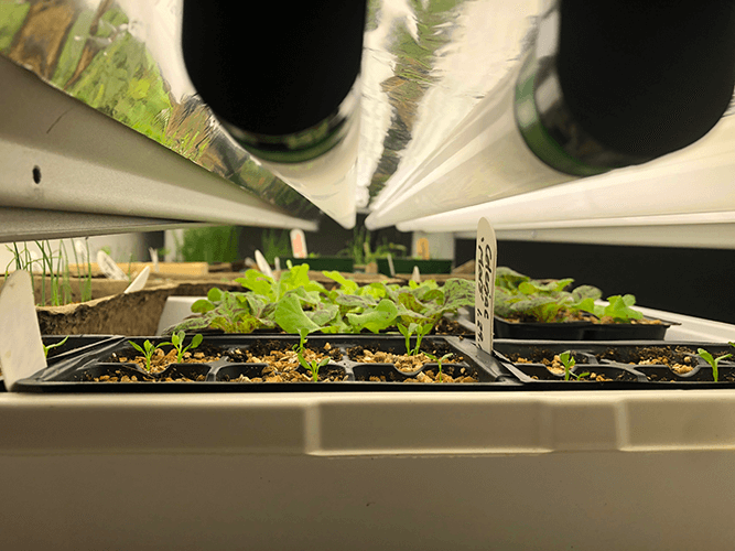 How to Care for Your Indoor Seedlings after Germination - Julia Dimakos