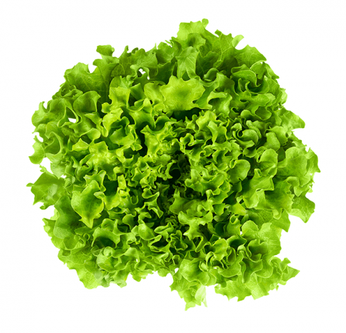 The 5 Types of Lettuce - Julia Dimakos