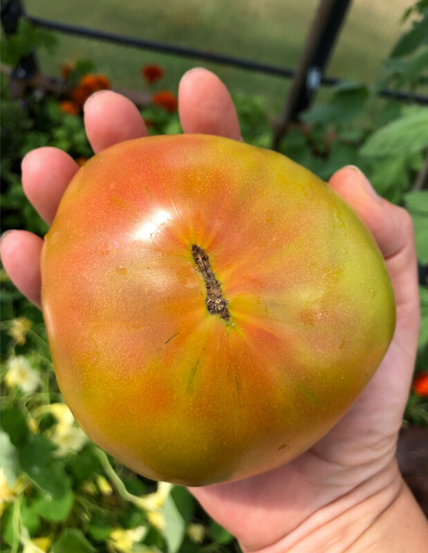 ‘Aunt Ruby’s German Green’ Tomato - Julia Dimakos