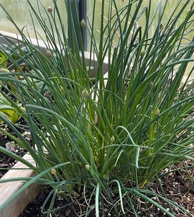 Common Chives - Julia Dimakos