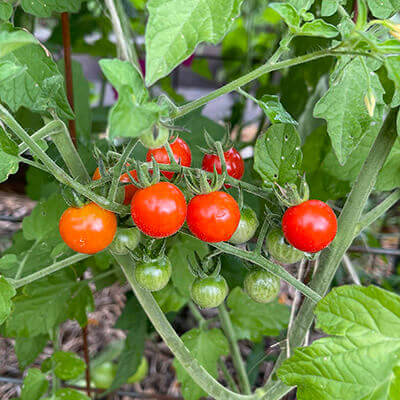 Matt's Wild Cherry tomato - Julia Dimakos