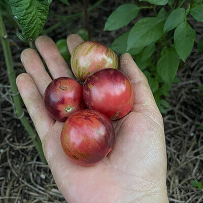 Black Strawberry Cherry Tomato - Julia Dimakos