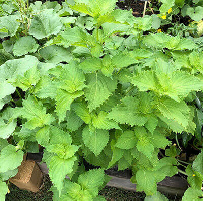 Green Perilla - Julia Dimakos