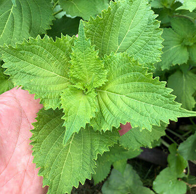 Green Perilla - Julia Dimakos