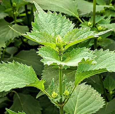 Green Perilla - Julia Dimakos