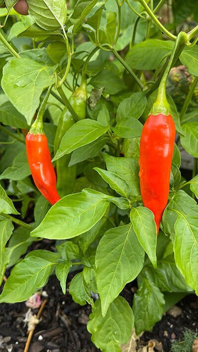 Aji Delight Pepper - Julia Dimakos