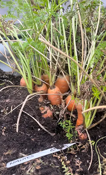 12 Tips for Growing the Best Carrots - Julia Dimakos