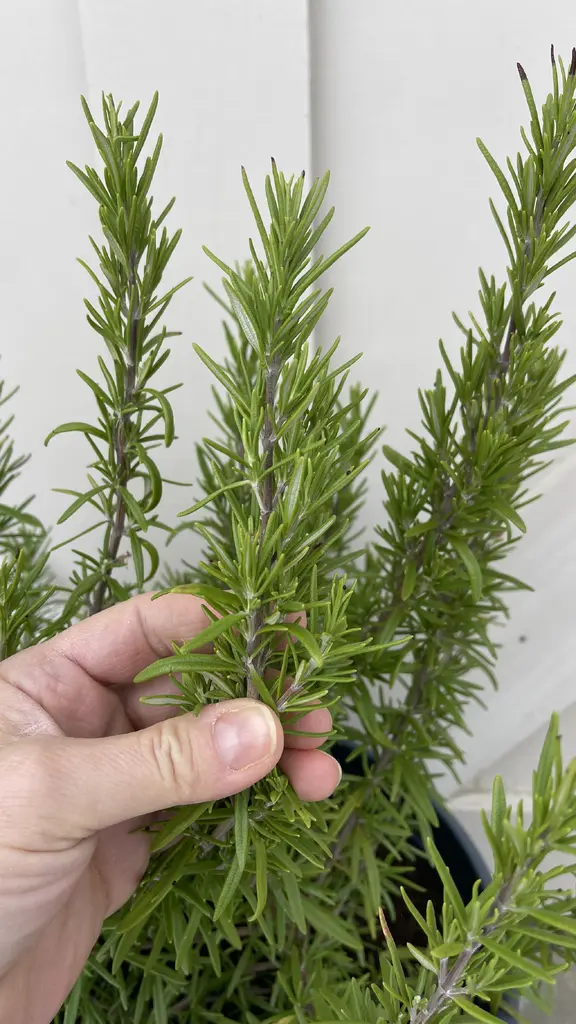 How to Transition Rosemary Indoors for the Winter - Julia Dimakos