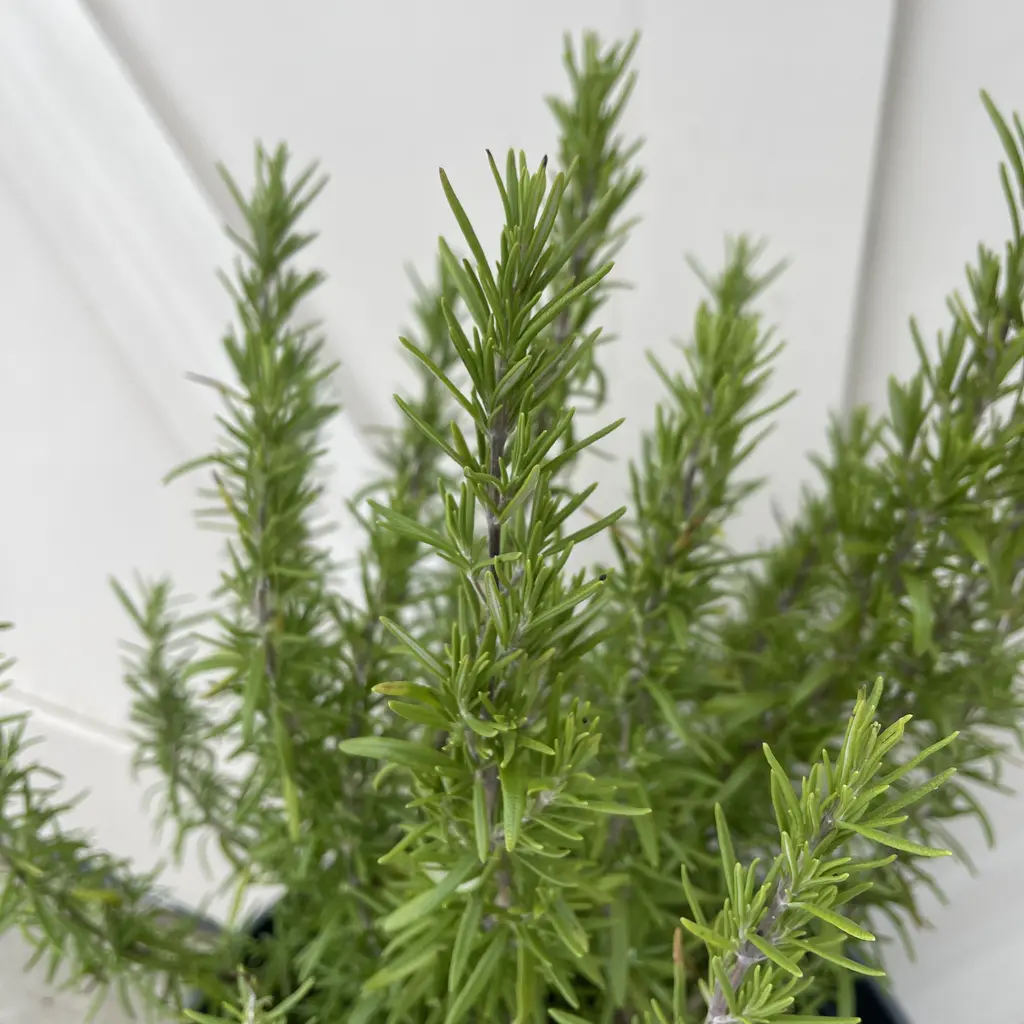 How to Transition Rosemary Indoors for the Winter - Julia Dimakos