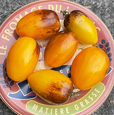 Atomic Sunset - Julia Dimakos