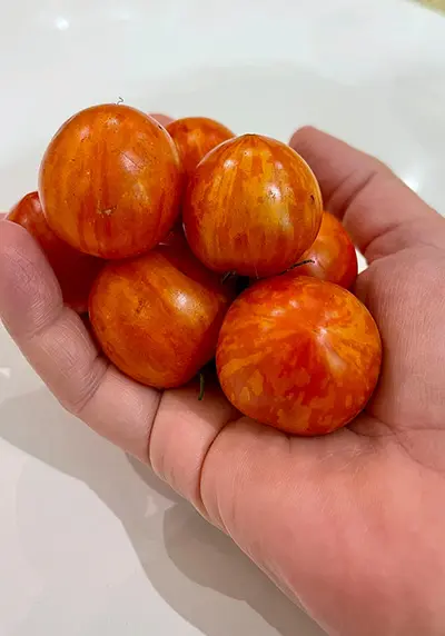 Dwarf Ruby Slippers - Julia Dimakos