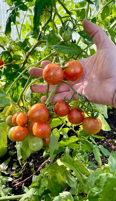 Dwarf Ruby Slippers - Julia Dimakos