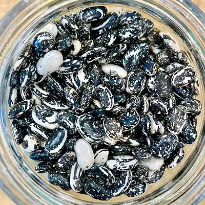 'Haudenosaunee Skunk' Dry Bean - Julia Dimakos