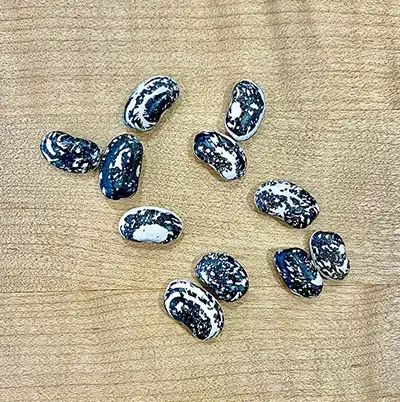 'Haudenosaunee Skunk' Dry Bean - Julia Dimakos