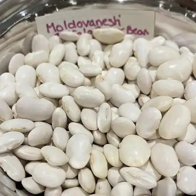 Moldovanesti Buffalo Runner Bean - Julia Dimakos