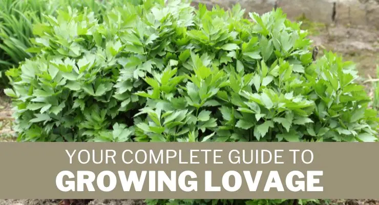 Your Complete Guide to Growing Lovage - Julia Dimakos