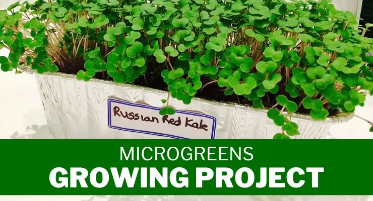 Microgreens Growing Project - Julia Dimakos